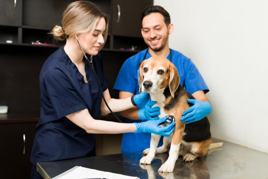 ASISTENTE VETERINARIA – Politécnico de Cundinamarca